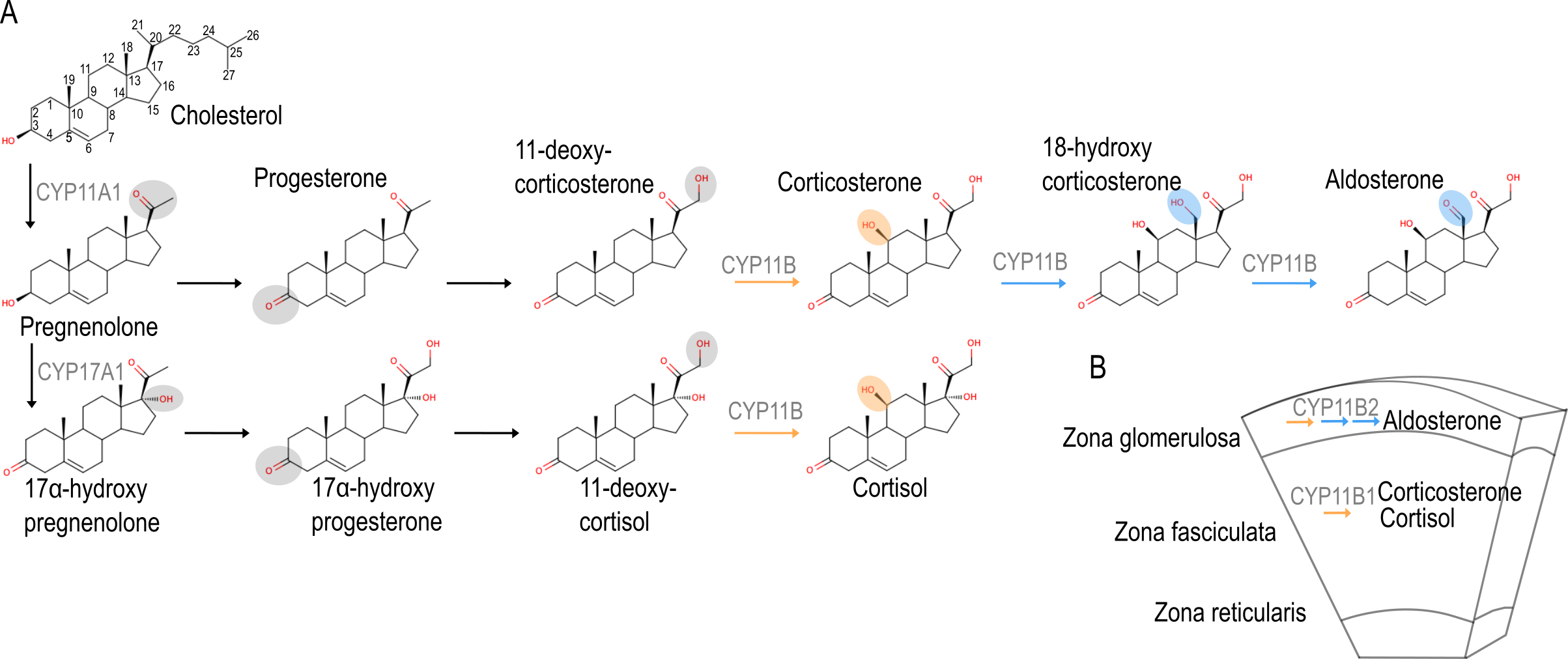 Research – Olson-Manning Lab