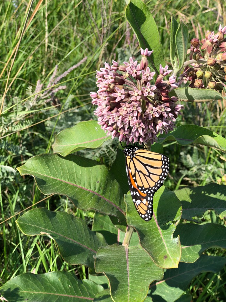 Research – Olson-Manning Lab